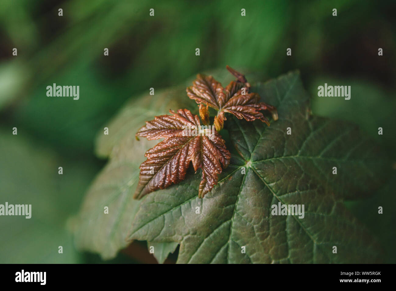 Fresh foliage of a maple tree Stock Photo - Alamy