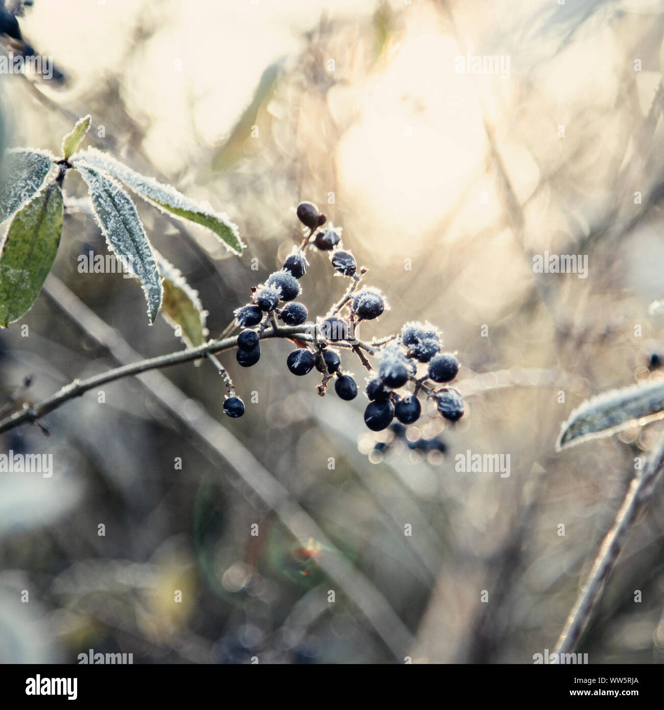 Frozen berries hi-res stock photography and images - Alamy