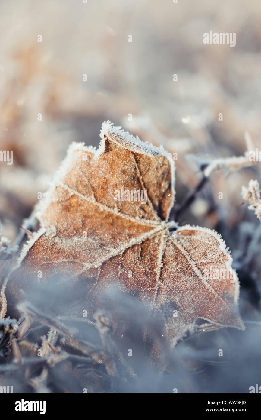 Pictures maple hi-res stock photography and images - Alamy