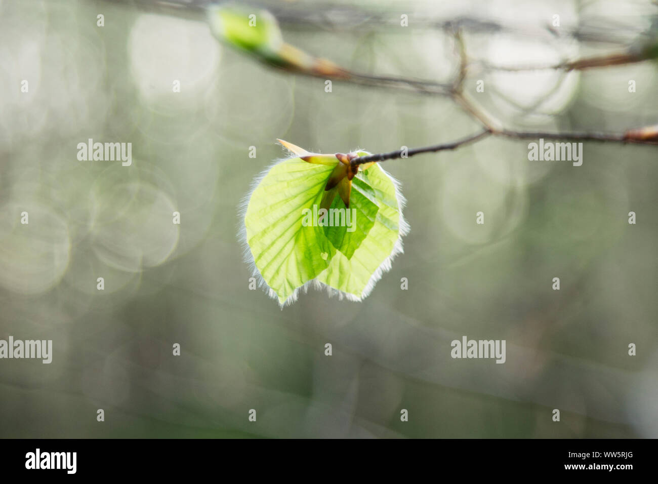 Delicate images hi-res stock photography and images - Alamy