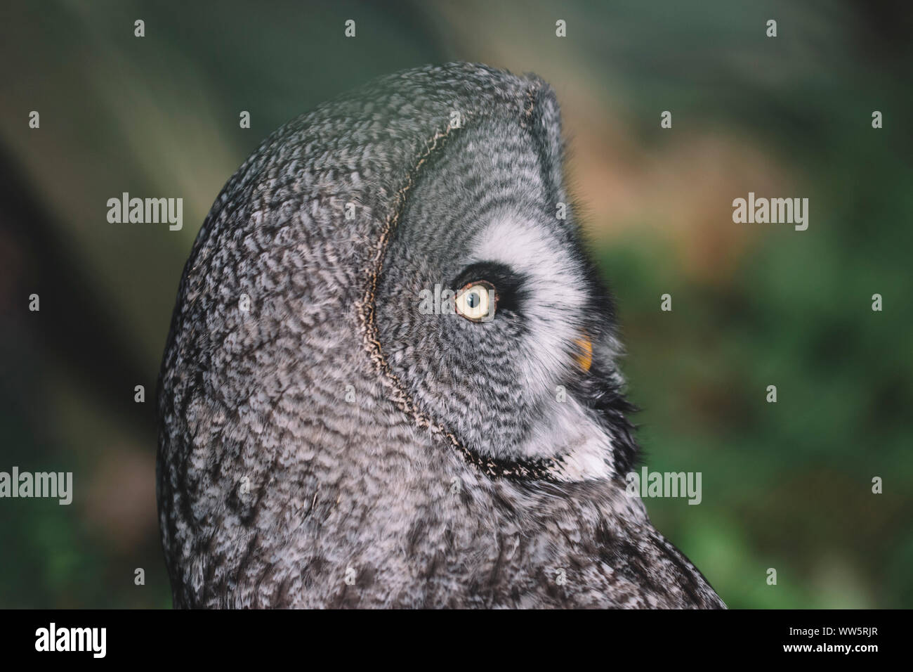 Side portrait of a goose hi-res stock photography and images - Alamy