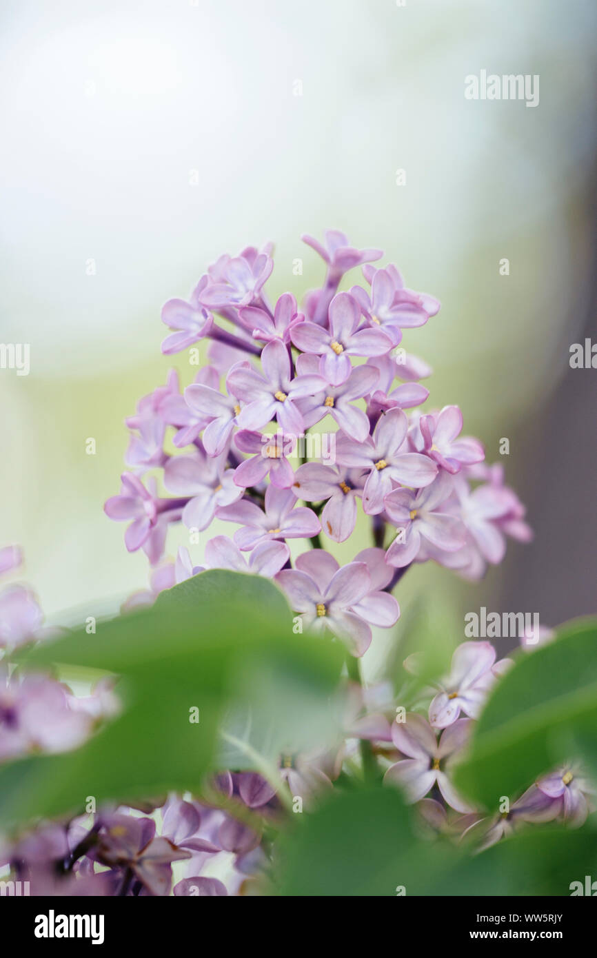 May spring hi-res stock photography and images - Alamy