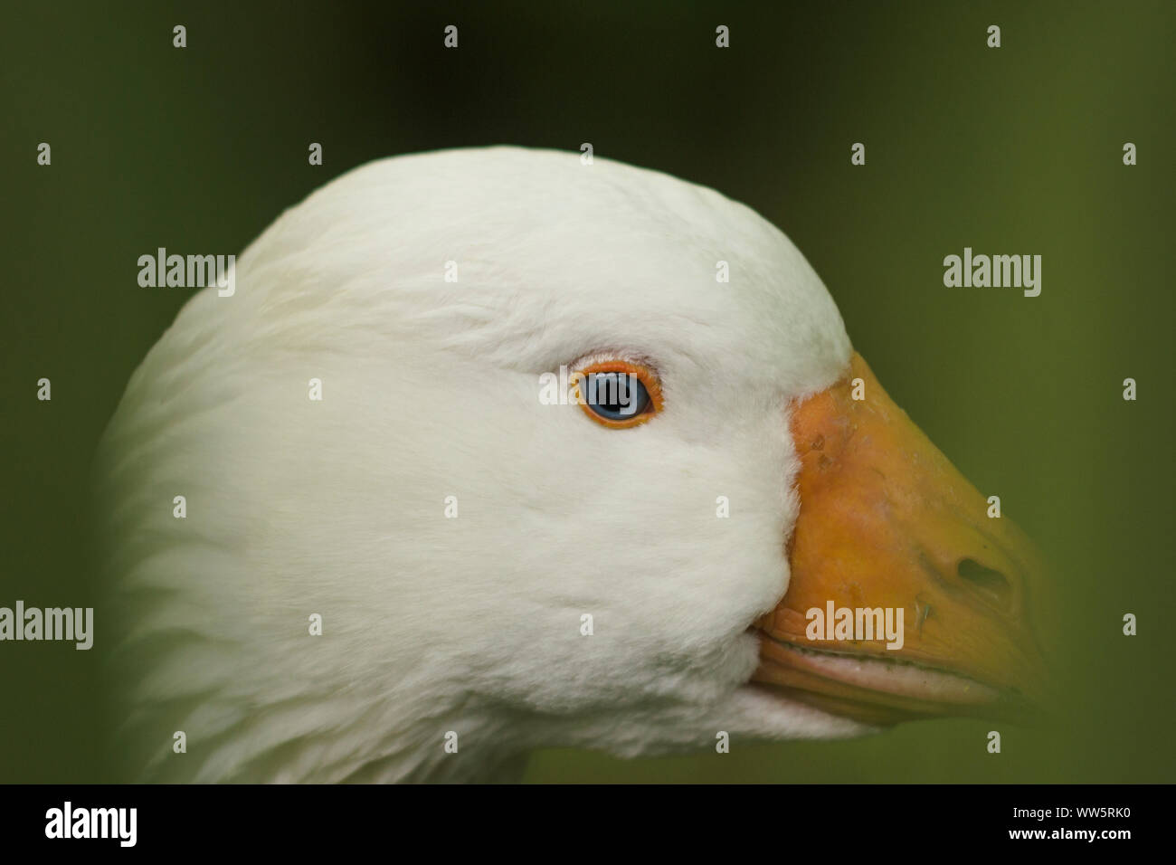 Purple goose leaf hi-res stock photography and images - Alamy