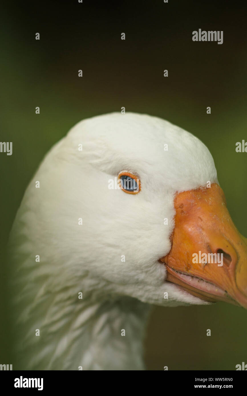 Burn goose hi-res stock photography and images - Alamy