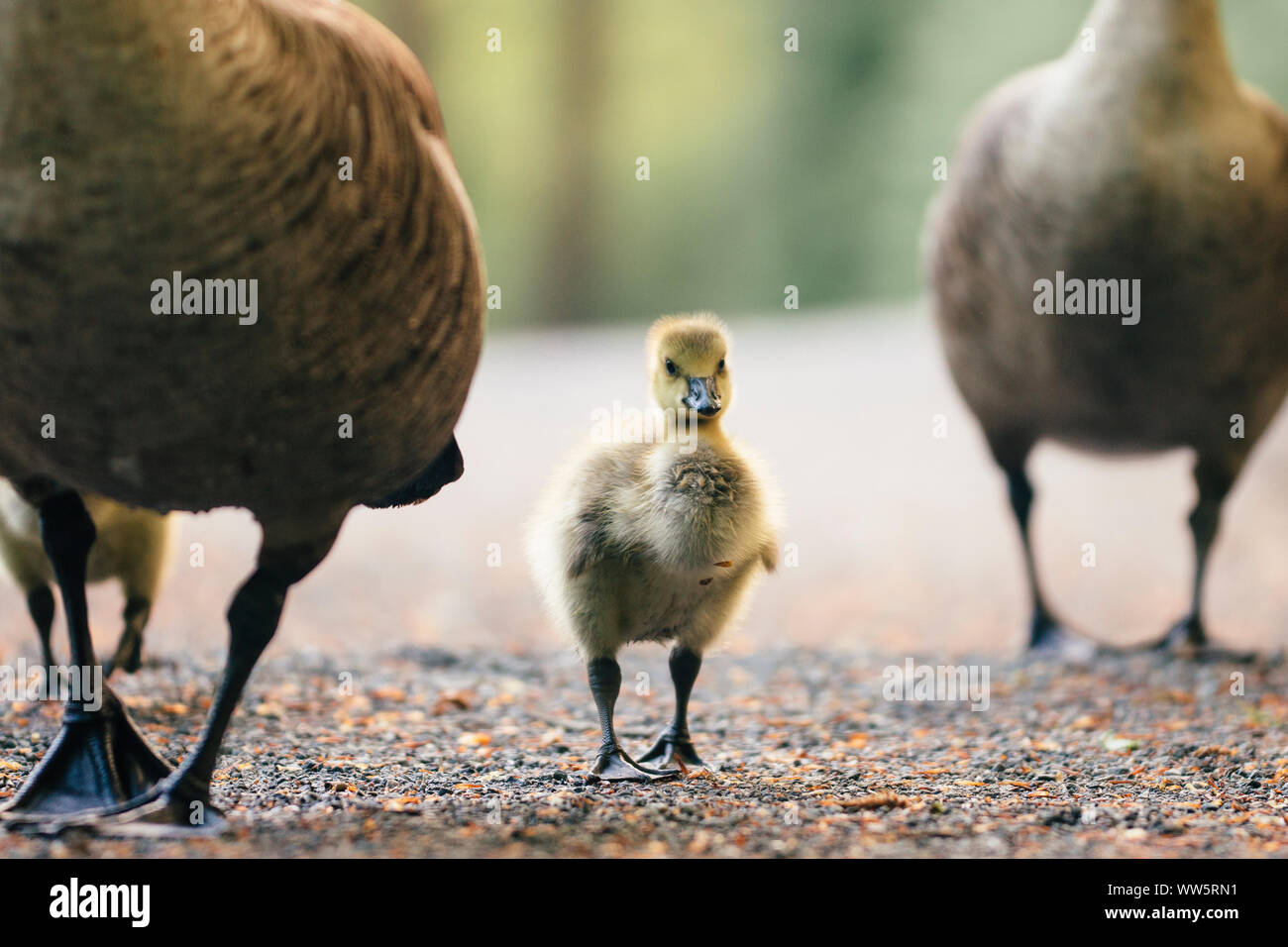 Great grey owl chicks High Resolution Stock Photography and Images - Alamy