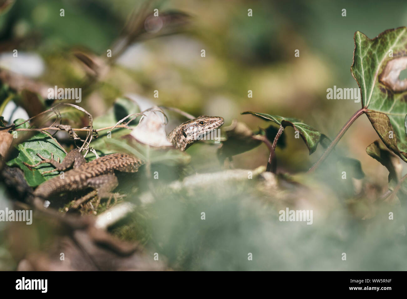 Lizard duck hi-res stock photography and images - Alamy