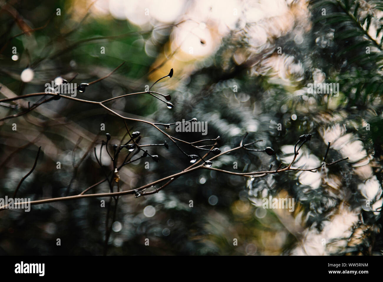 Bald branches with drops of water in winter hi-res stock photography ...