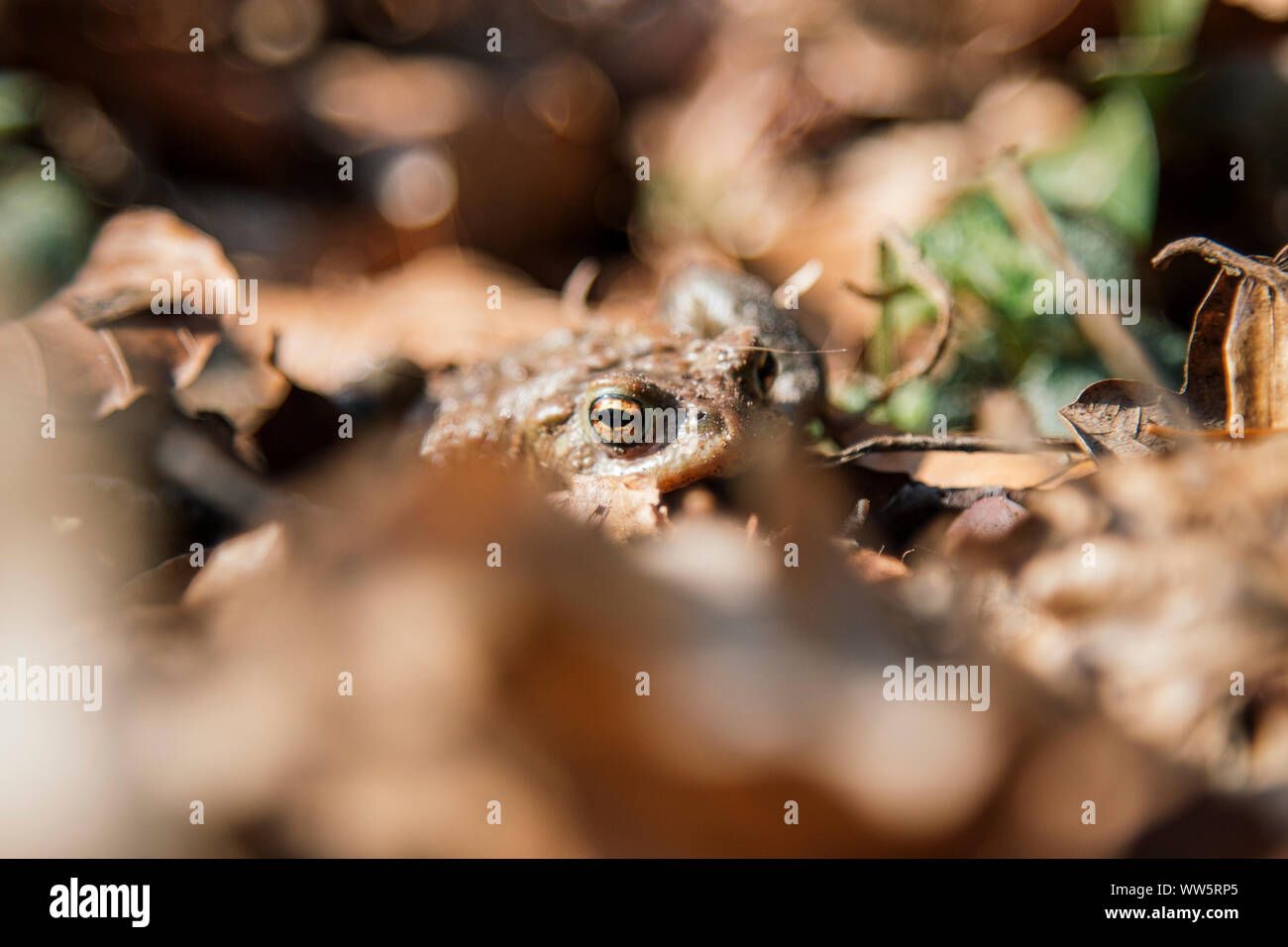 Rain forest frog hi-res stock photography and images - Alamy