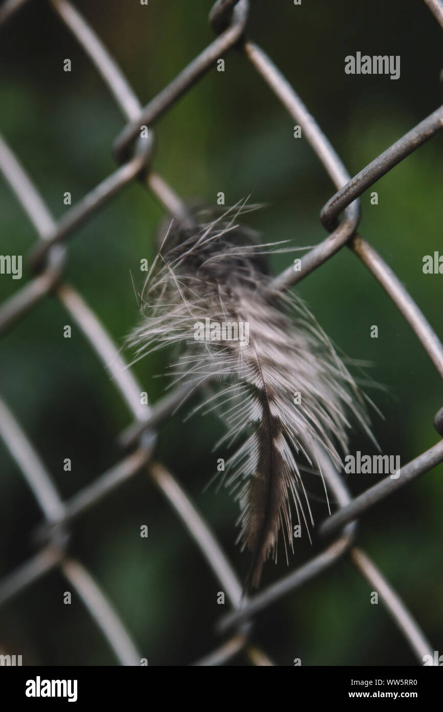 Feather of a great grey owl at wire mesh fence Stock Photo - Alamy