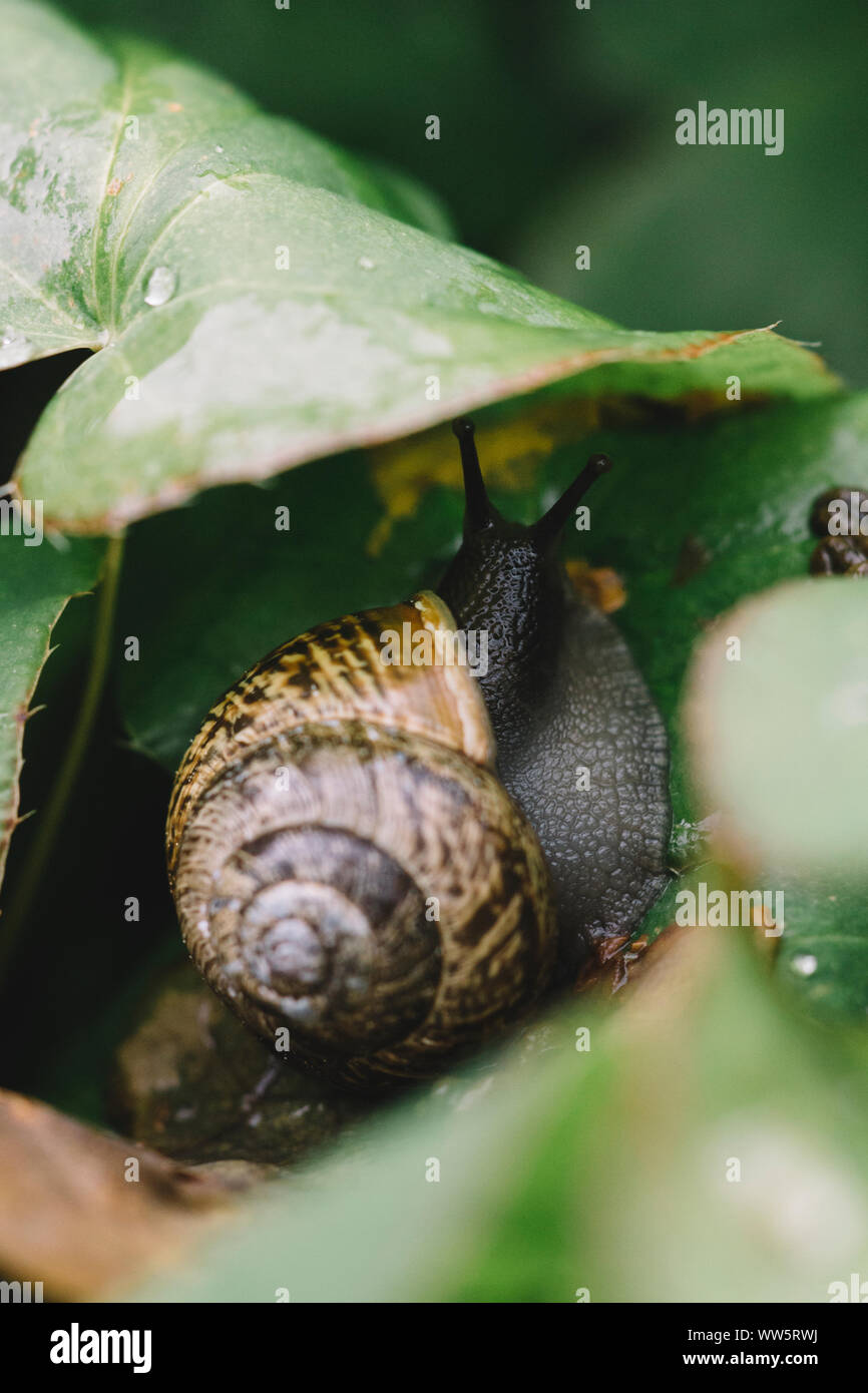 Snail after rain in search of food Stock Photo - Alamy