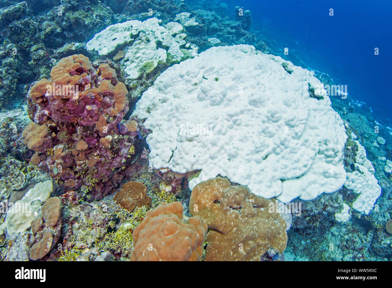 Climate change, coral bleaching, Pacific Ocean Stock Photo - Alamy