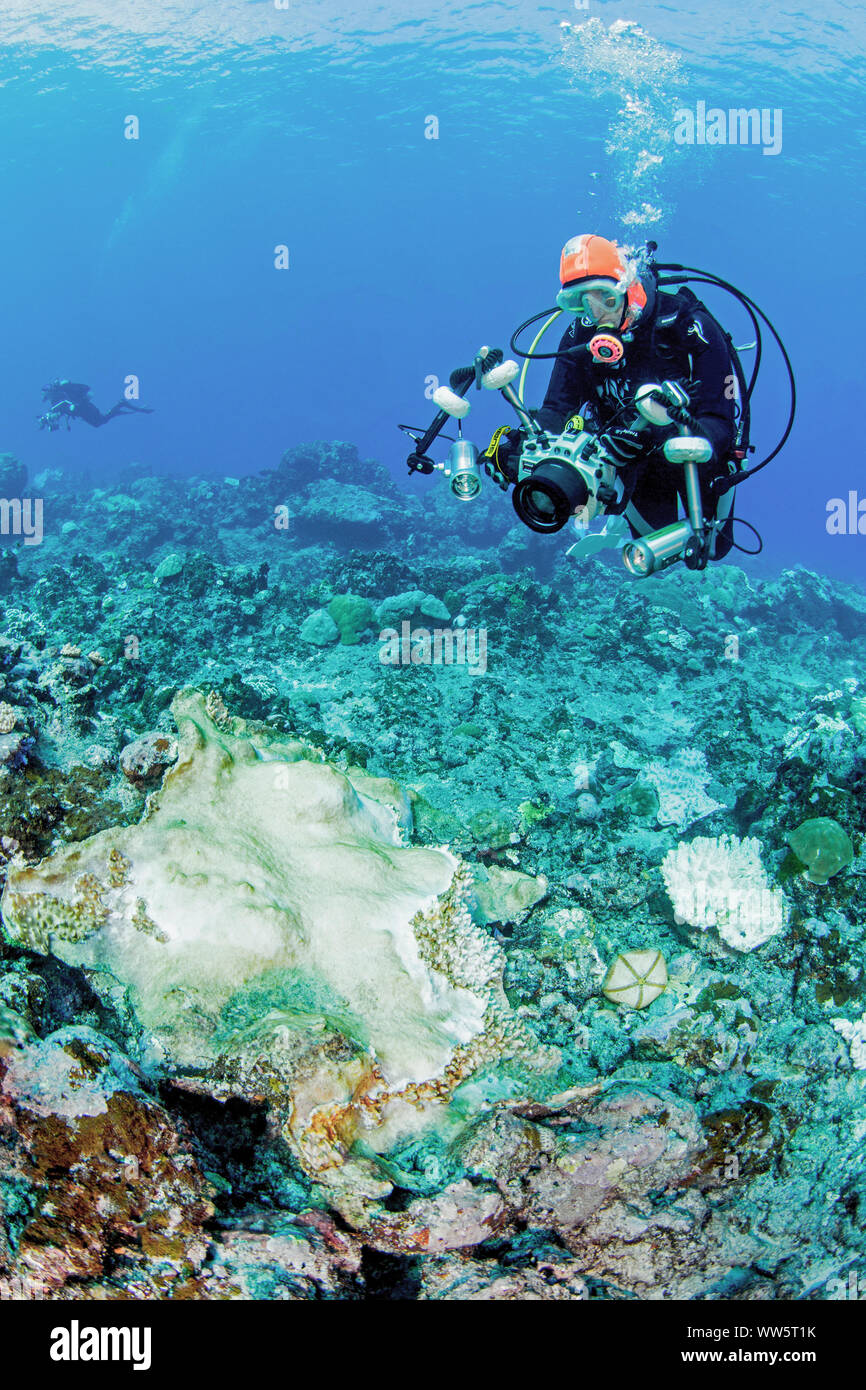 Climate change, diver, coral bleaching, Pacific Ocean Stock Photo - Alamy