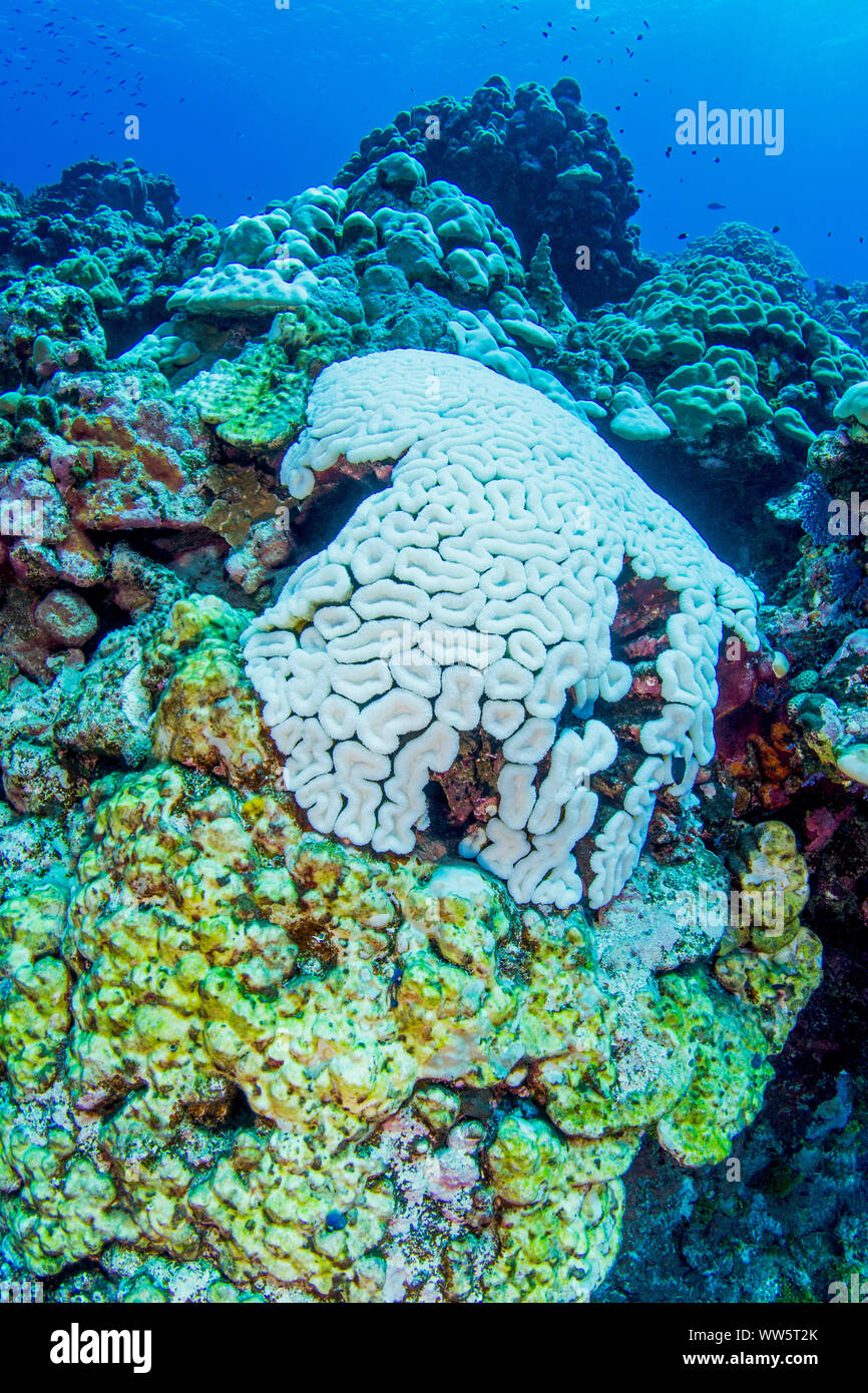 Climate change, coral bleaching, Pacific Ocean Stock Photo - Alamy