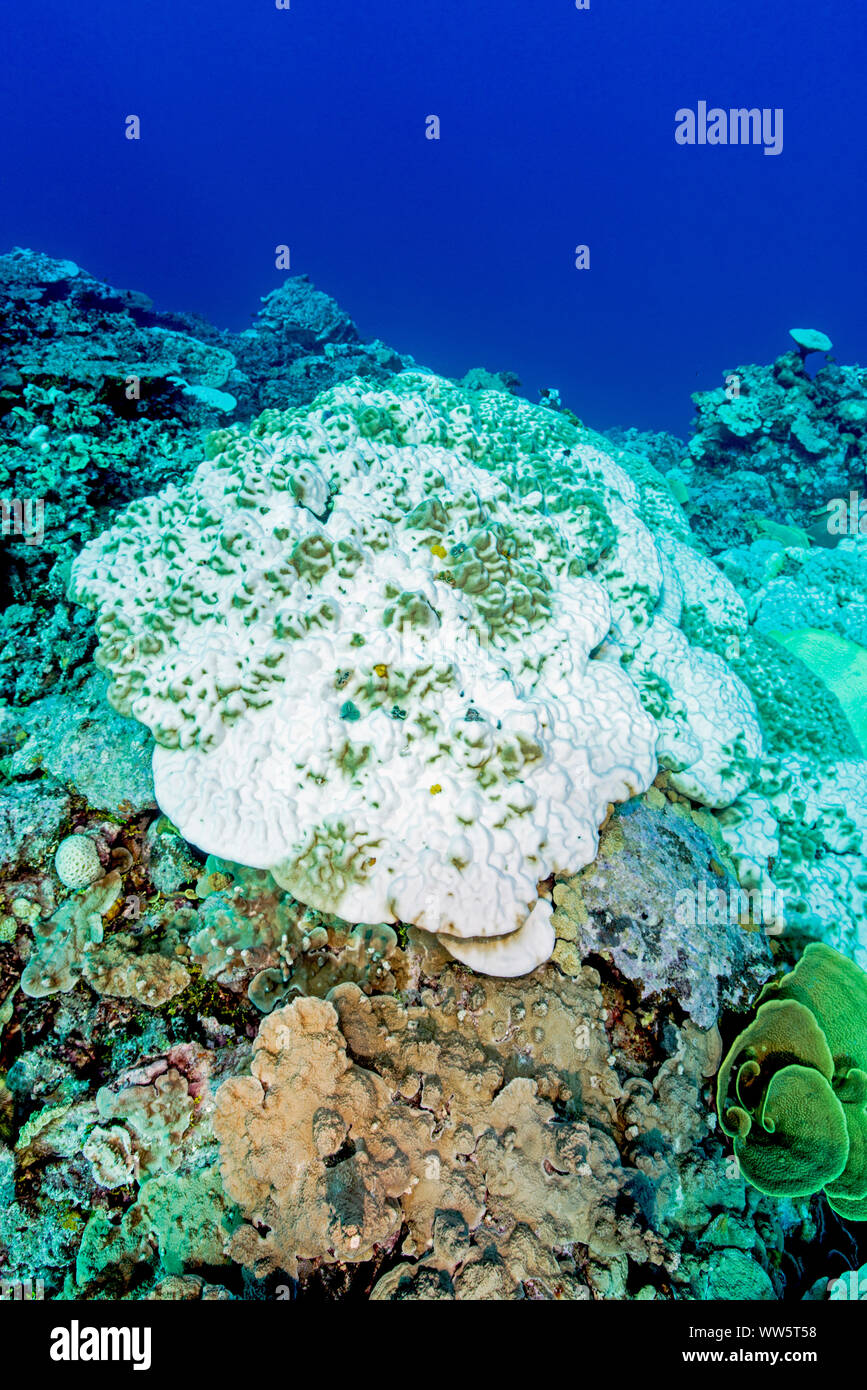 Climate change, coral bleaching, Pacific Ocean Stock Photo - Alamy