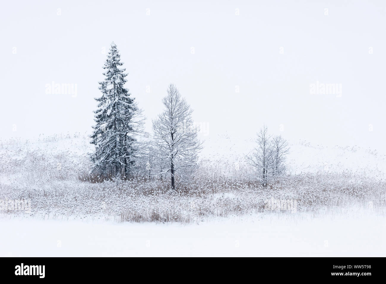 Snowbound trees in the reed belt of the geroldsee hi-res stock ...