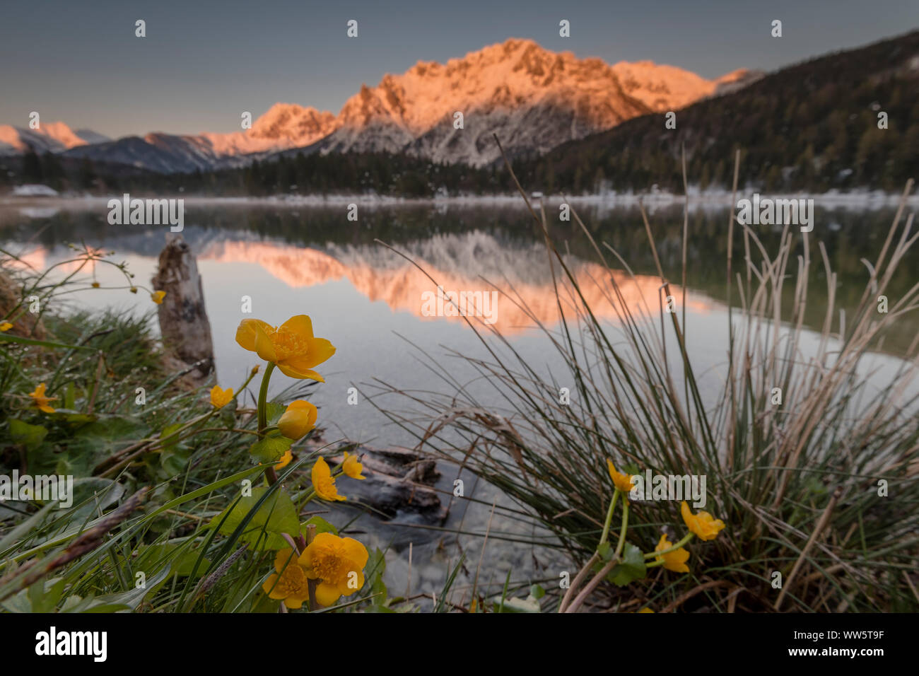 Marsh marigolds on the shore of the Lautersee in the Karwendel ...