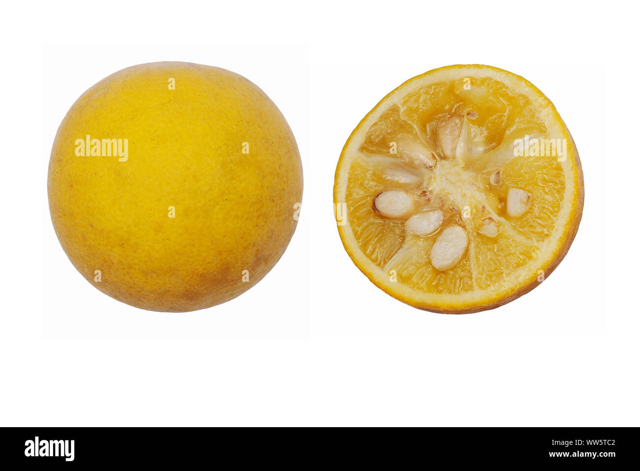 Japanese Bitter Orange, Trifoliata citrus, Studio shot of single ...