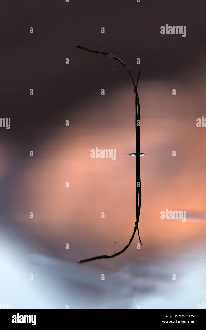 Reed structures hi-res stock photography and images - Alamy