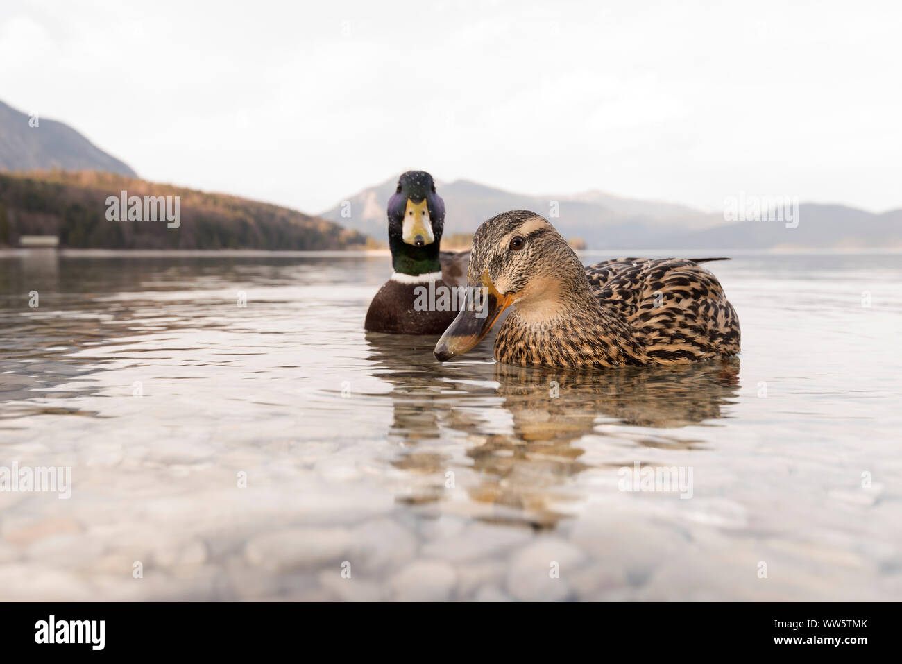 Mallard hill hi-res stock photography and images - Alamy