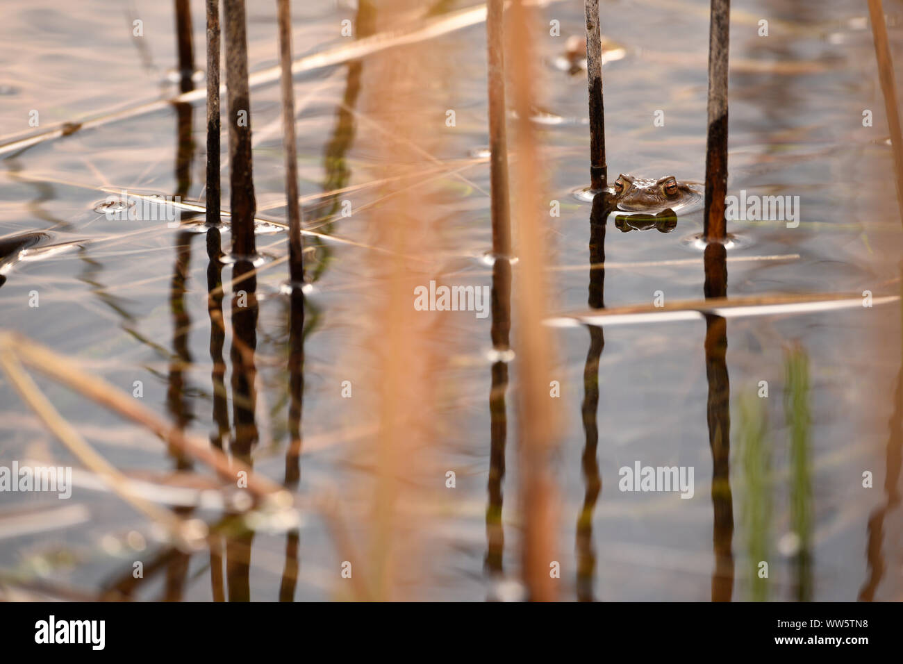 Reed frogs hi-res stock photography and images - Alamy