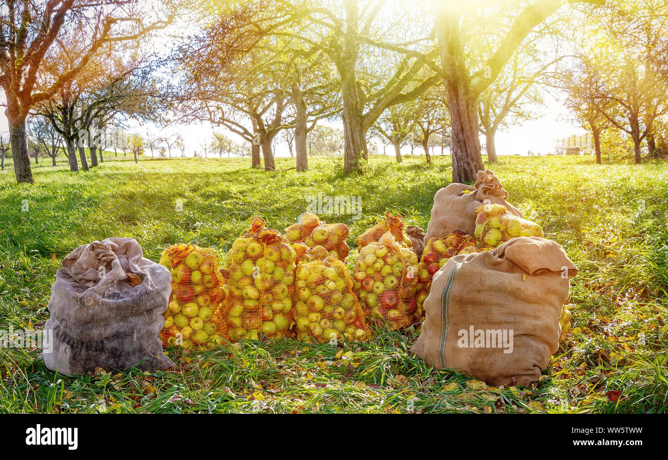 Harvest success hi-res stock photography and images - Alamy