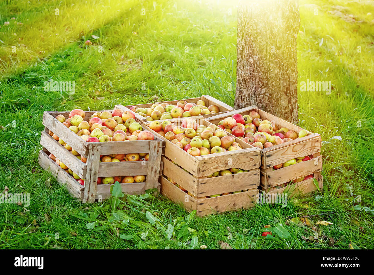 Successful harvest hi-res stock photography and images - Alamy
