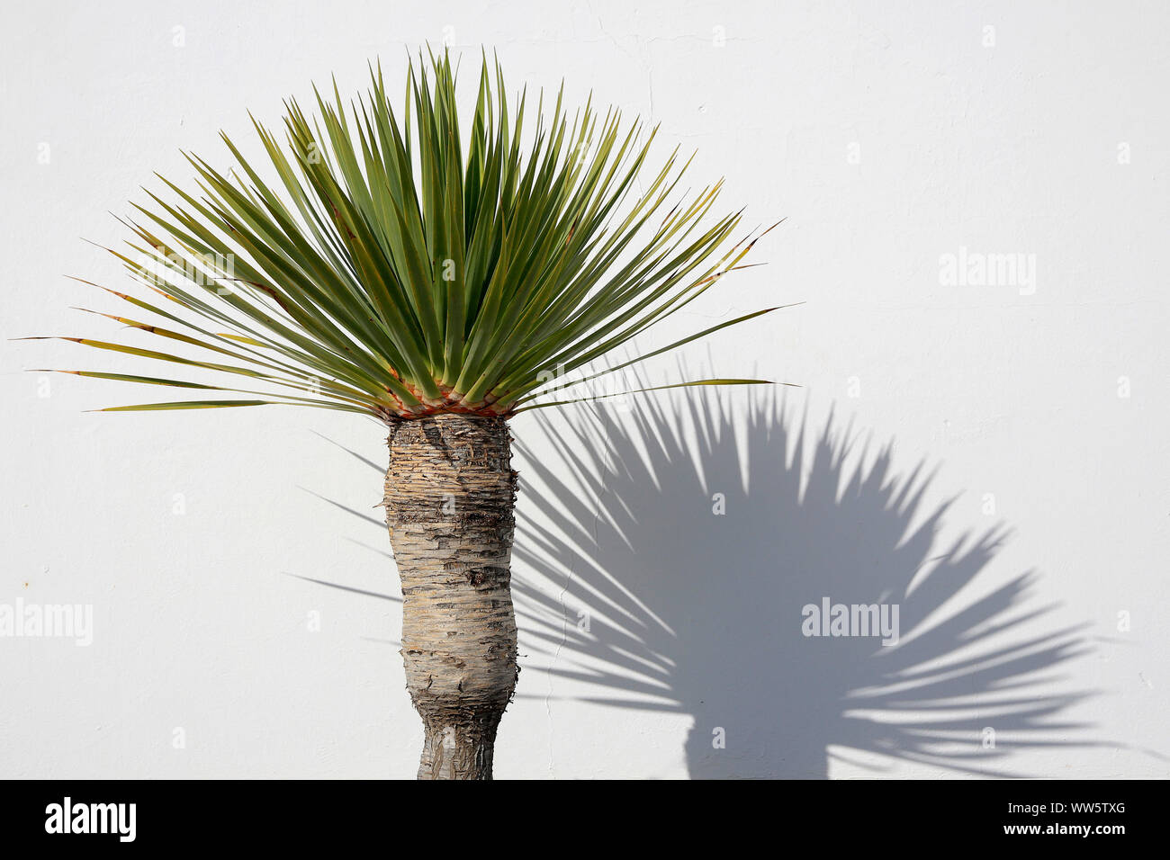 Dragon tree in front of white wall dracaena hi-res stock photography ...