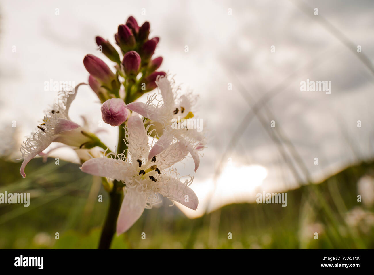 Buckbean flowers hi-res stock photography and images - Alamy