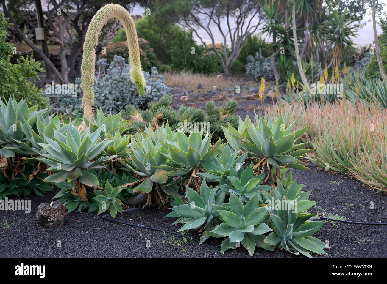 Purple succulents hi-res stock photography and images - Alamy