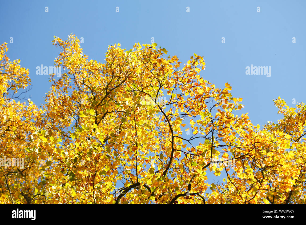 yellow coloured maple leaves on branches, Bremen, Germany, Europe Stock ...