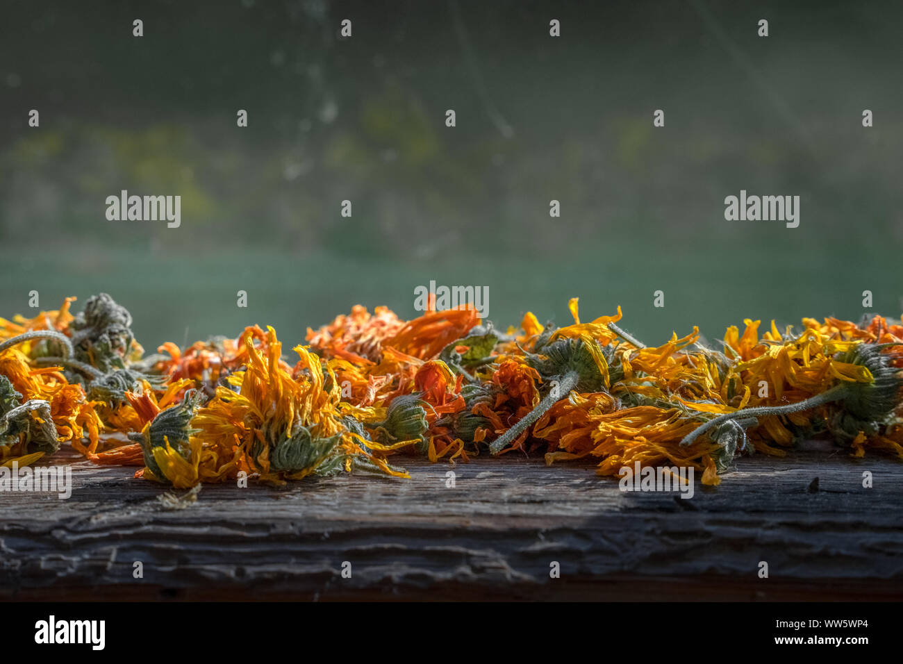 Marigold flowers (calendula officinalis) for medicines are dried on the ...