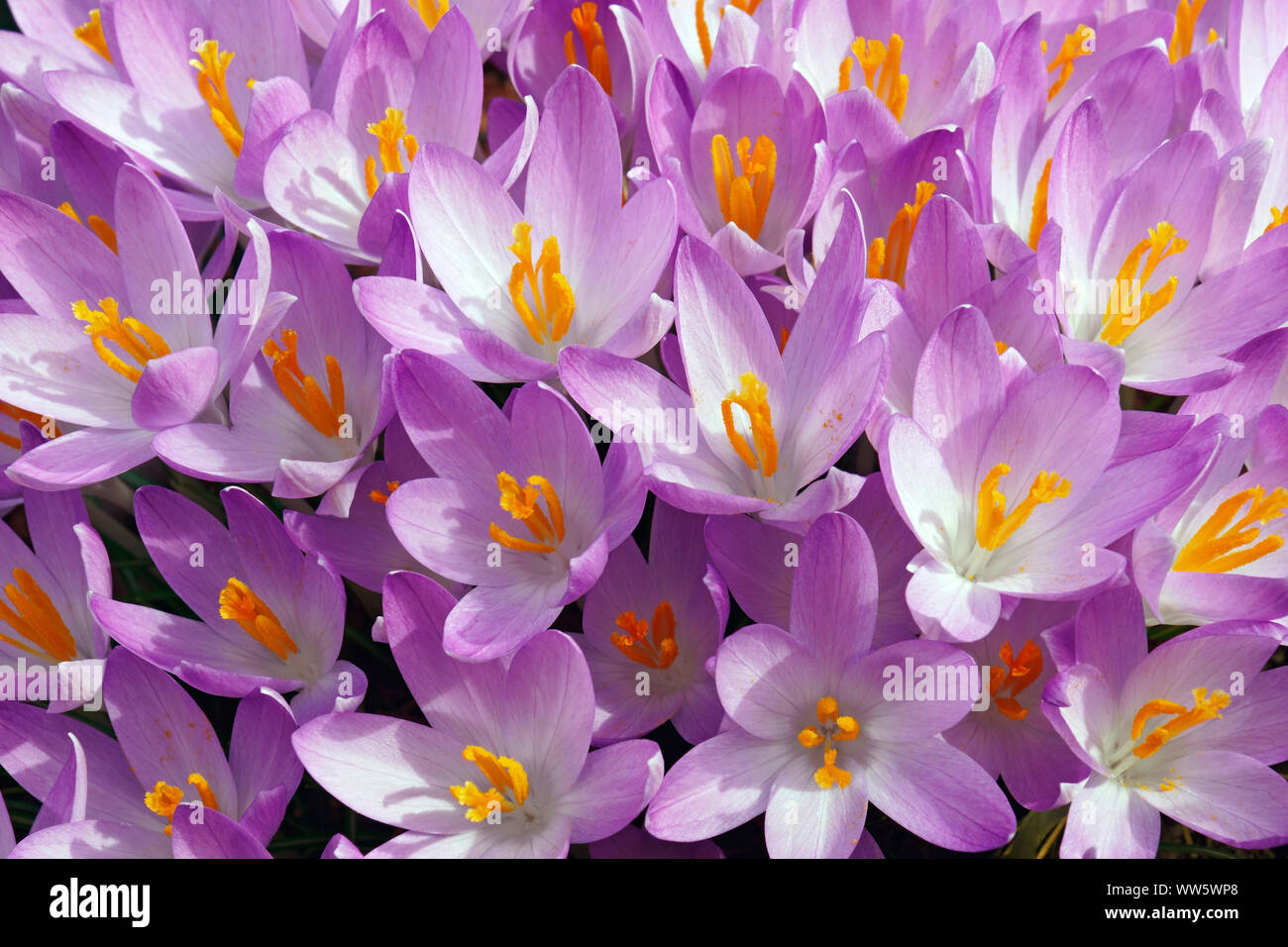 Crocus, Early crocus, Crocus tomassinianus, Mass of purple coloured ...