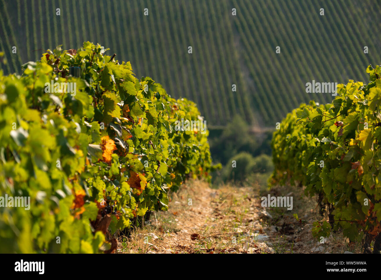 Vineyard on the mountain. Wine making industry Stock Photo - Alamy