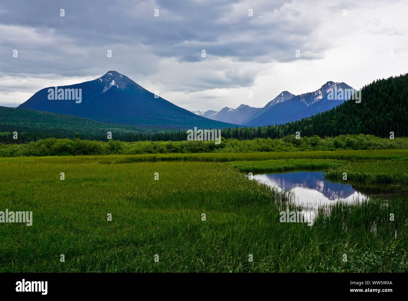 View on the Bowron Lake Canoe Circuit, grass, water swath and mountains ...