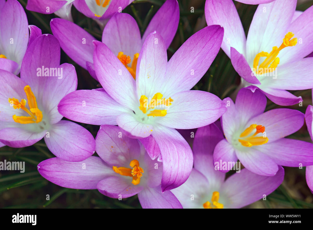 Crocus, Early crocus, Crocus tomassinianus, Mass of purple coloured ...