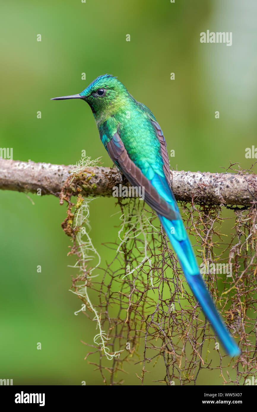 Long tailed hummingbird hi-res stock photography and images - Alamy