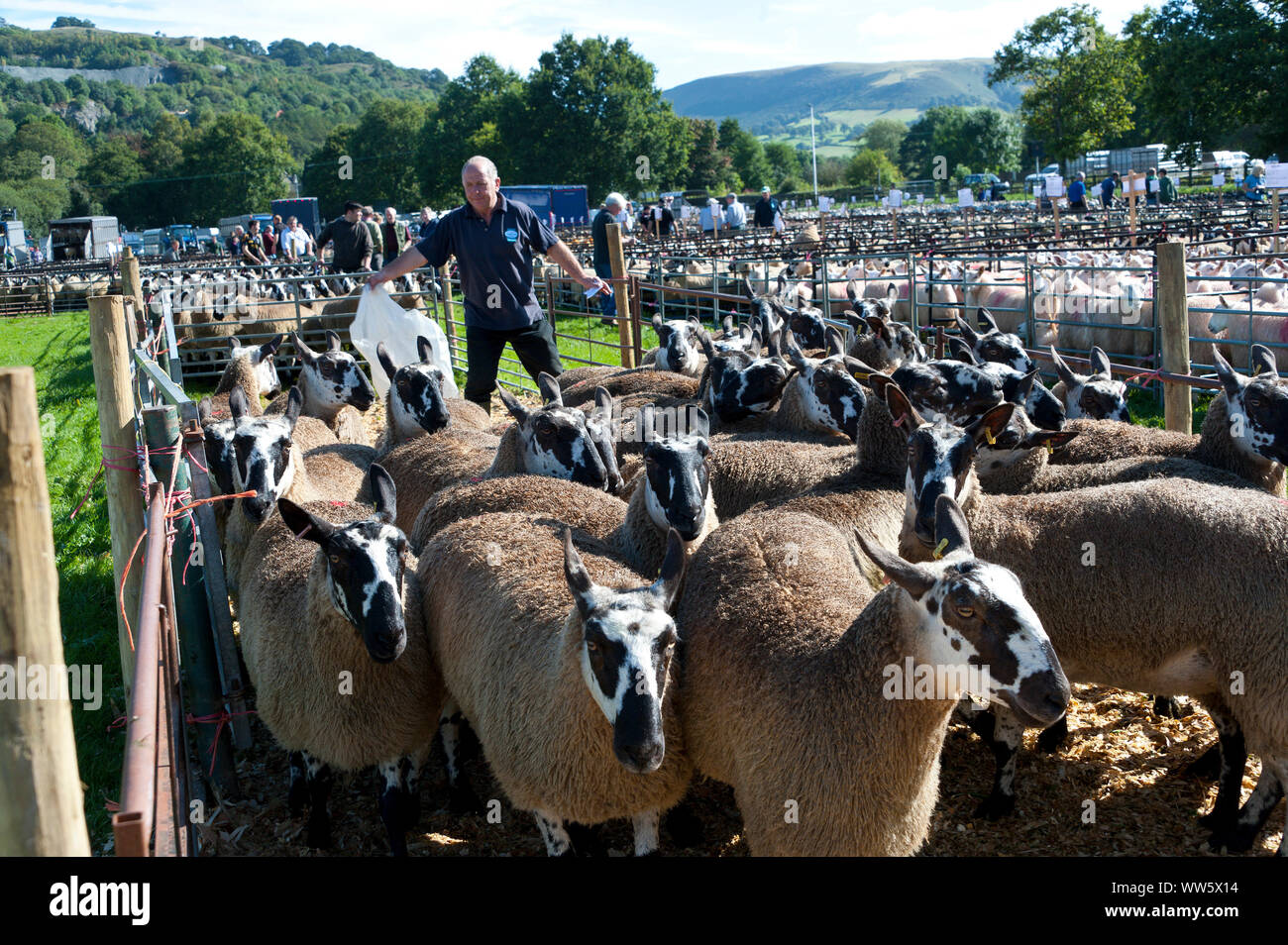 Llanelwedd, Powys, UK. 13th Sep, 2019. The auction of Welsh mule sheep ...