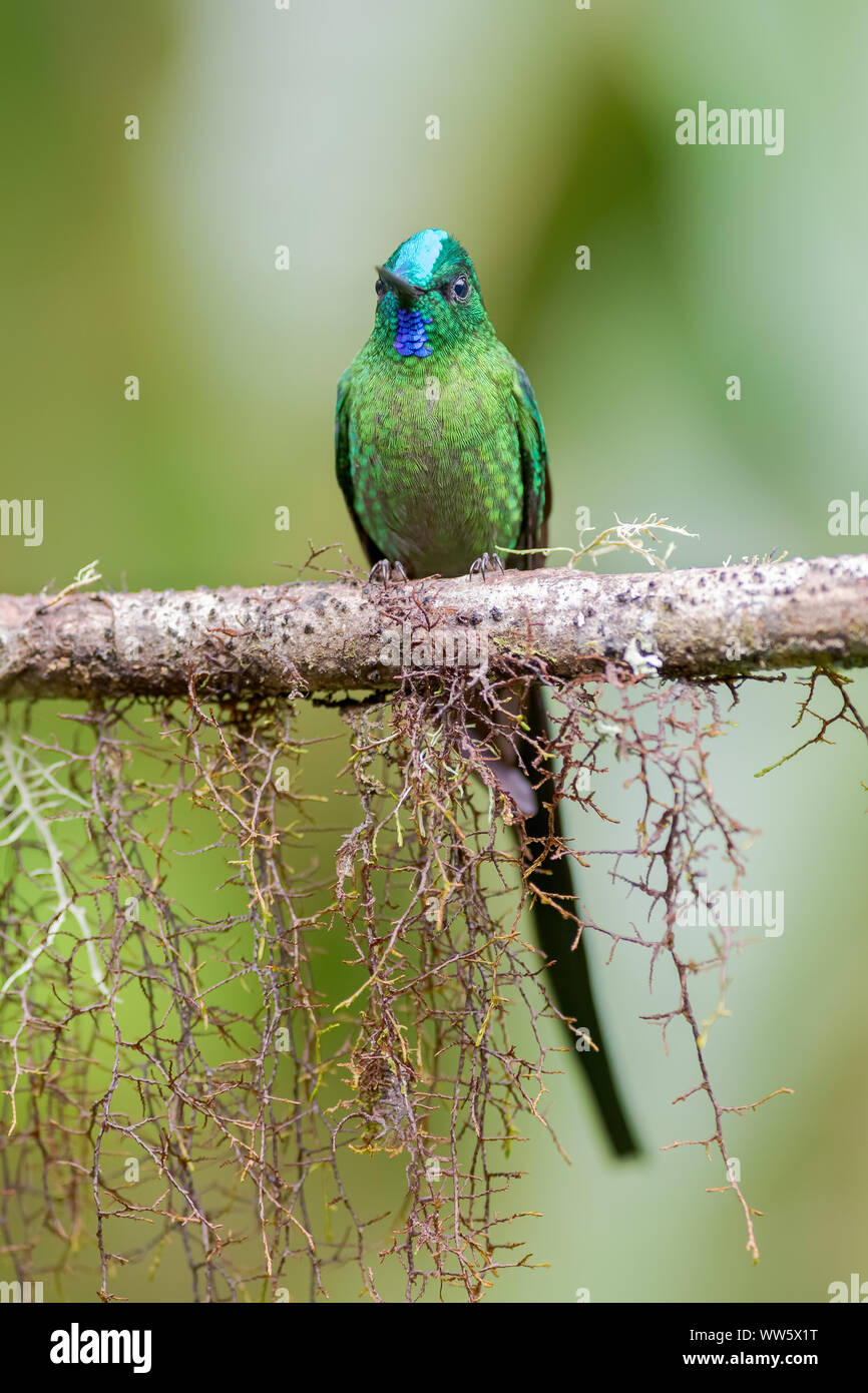 Long-tailed Sylph - Aglaiocercus kingi, beautiful long tailed ...