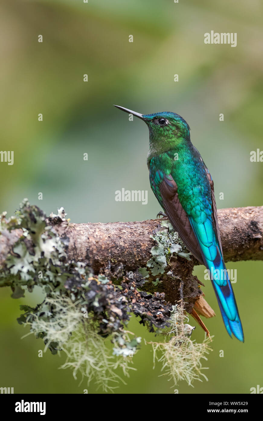 Long-tailed Sylph - Aglaiocercus kingi, beautiful long tailed ...