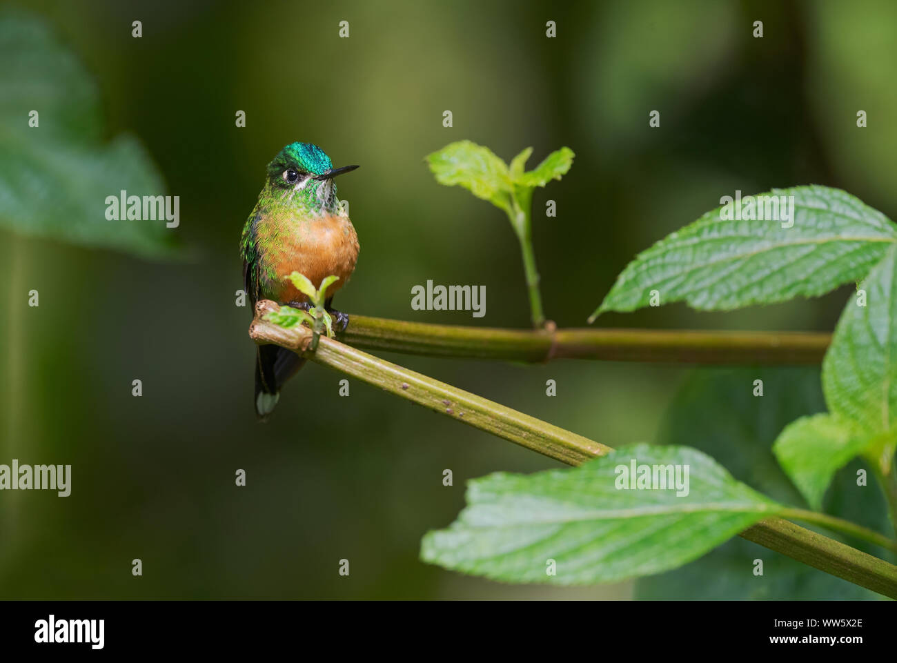 Long tailed sylph hummingbird hi-res stock photography and images - Alamy