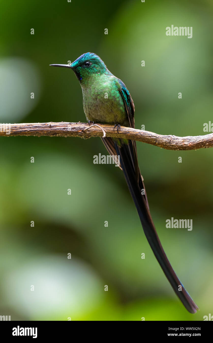 Long-tailed Sylph - Aglaiocercus kingi, beautiful long tailed ...