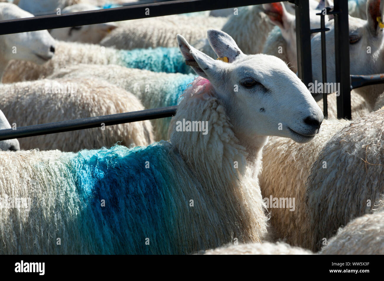 Llanelwedd, Powys, UK. 13th Sep, 2019. The auction of Welsh mule sheep ...