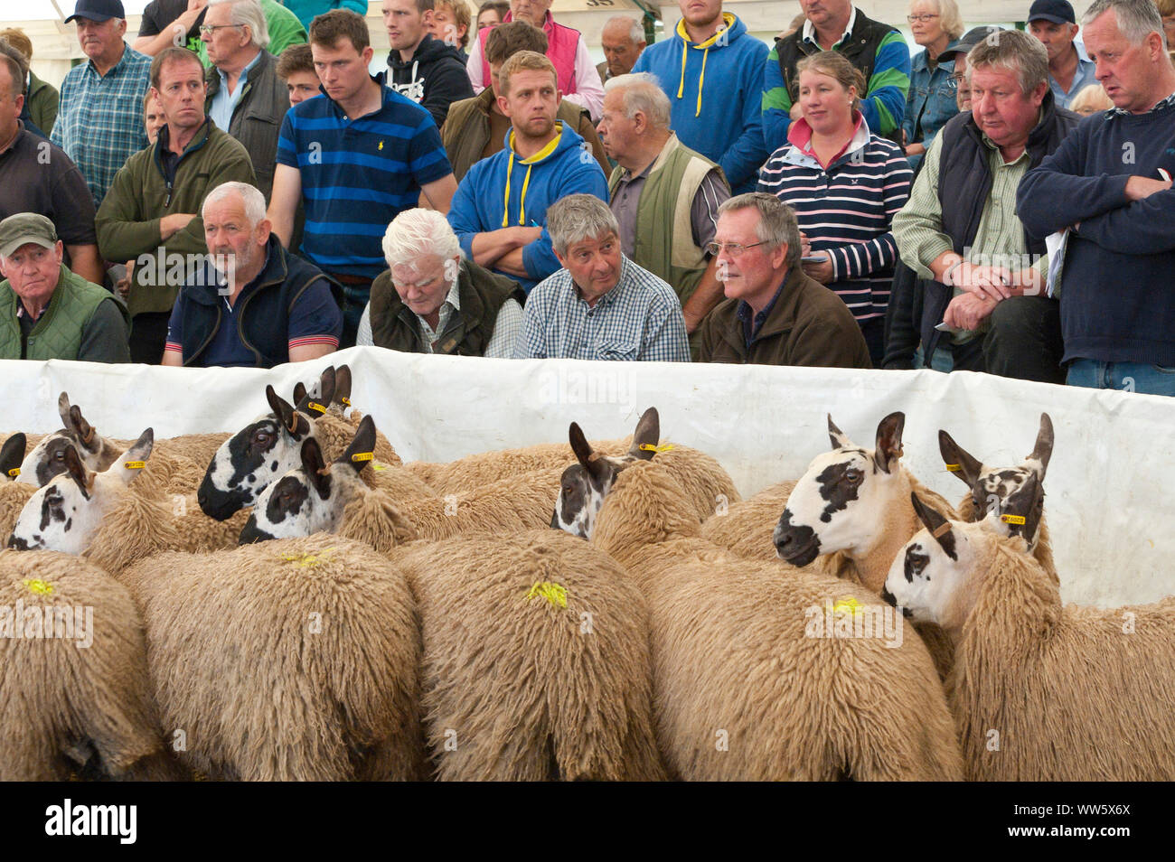 Llanelwedd, Powys, UK. 13th Sep, 2019. The auction of Welsh mule sheep ...