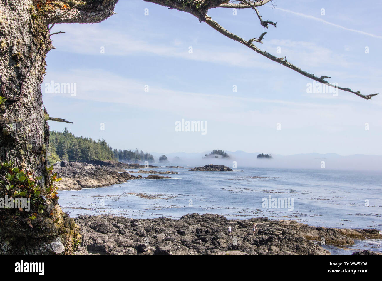 Sea, rock, cropped tree at Amphitrite Point Lighthouse, Ucluelet ...