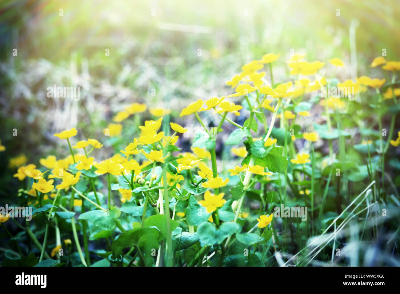 Cow lily (kingcup; marsh marigold, Caltha palustris) from the swamps of ...