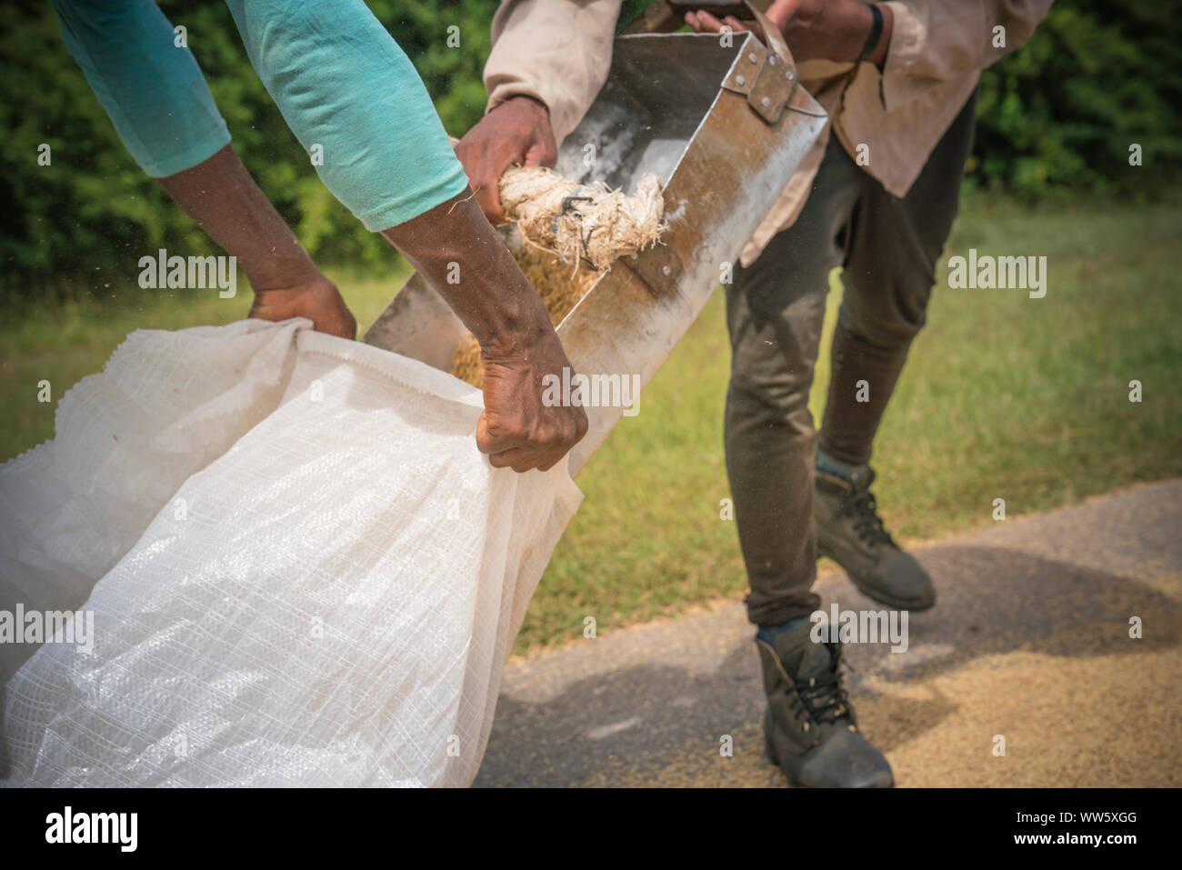 Workers filling rice in sacks Stock Photo - Alamy