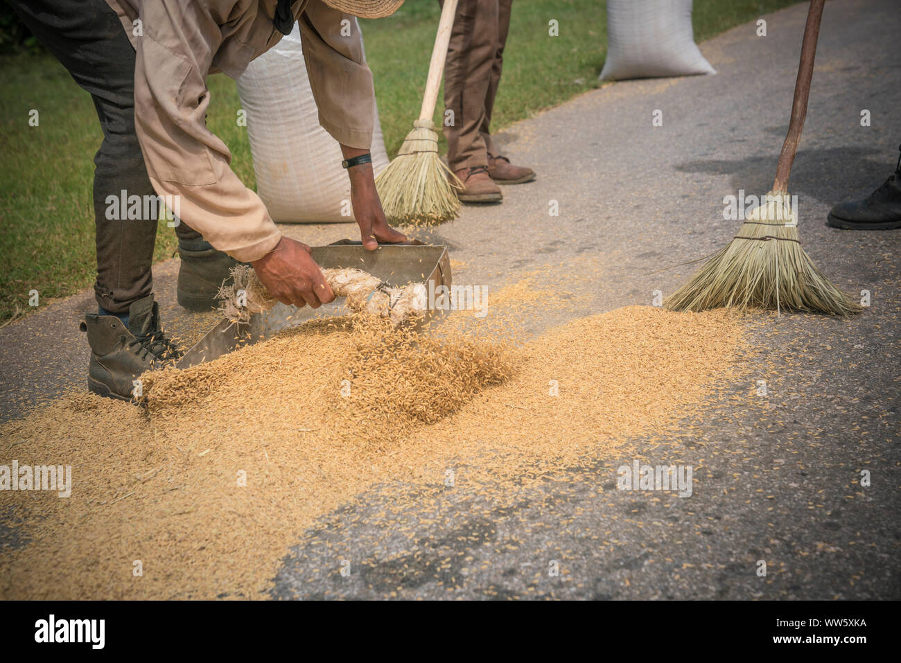 Workers sweeping rice laid out on the street to dry Stock Photo - Alamy