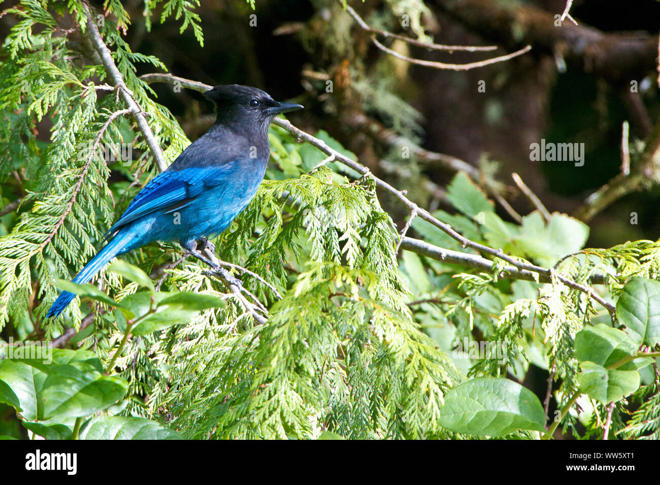 Steller's Jay, Blue Jay (Cyanocitta stelleri), songbird Stock Photo - Alamy