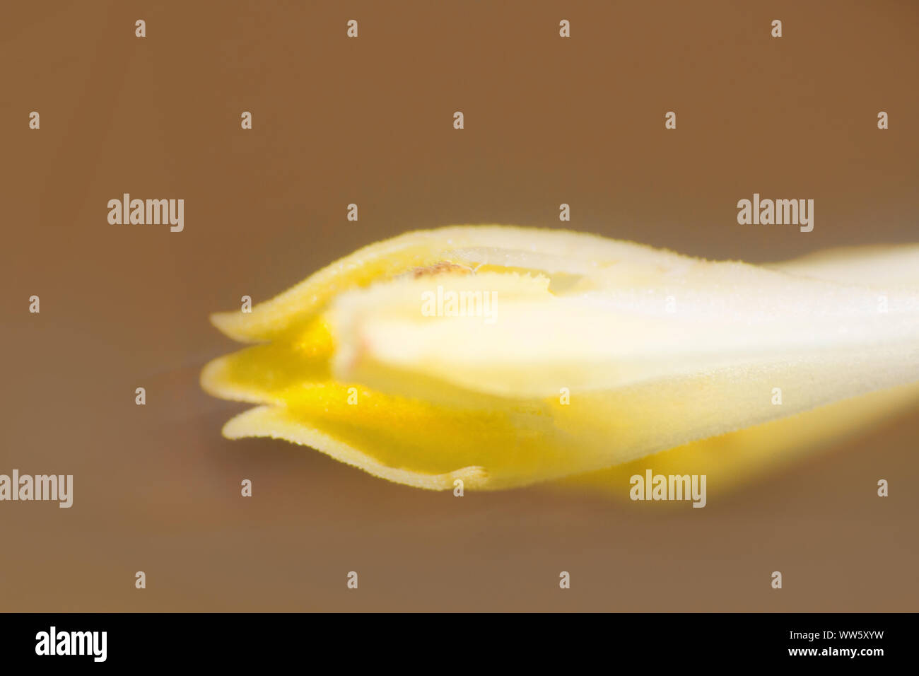 Enlarged flowers (even outwardly simple) look amazingly beautiful when ...