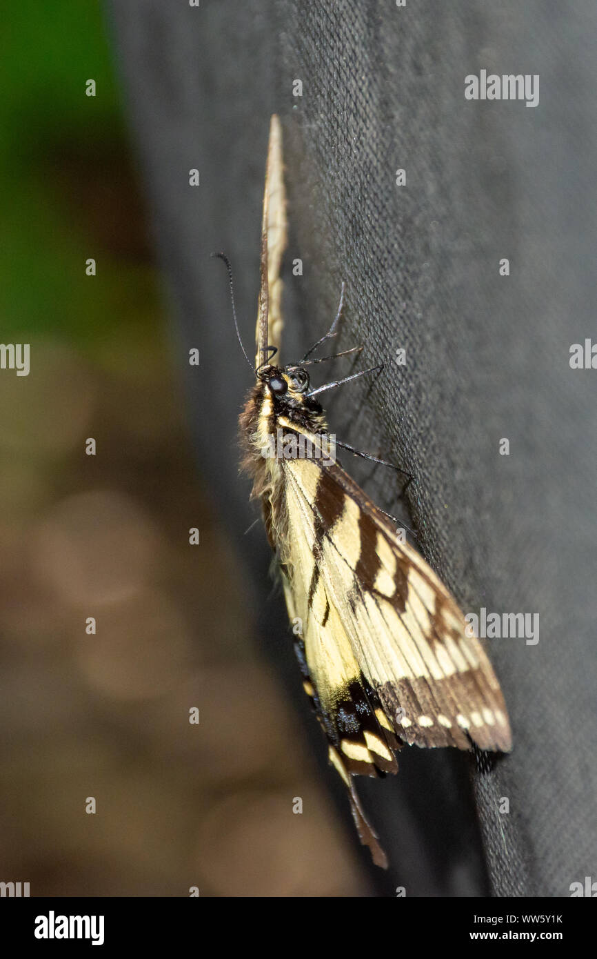 Papilio glaucus, the eastern tiger swallowtail showing off yellow ...